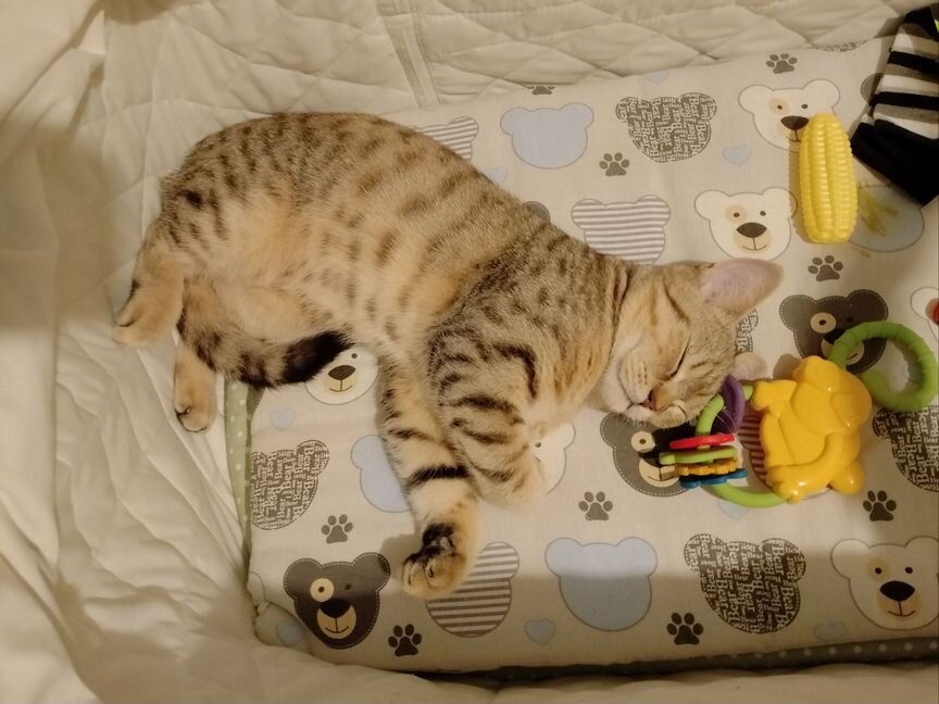 Котёнок Британец