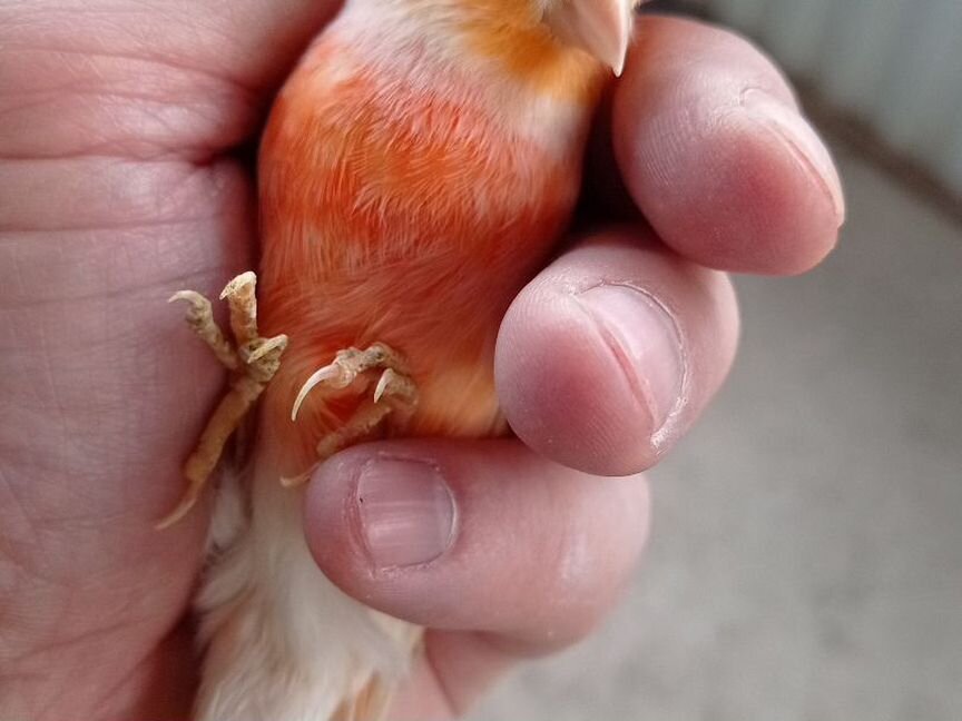 Продается Самец кенарь 2023 г