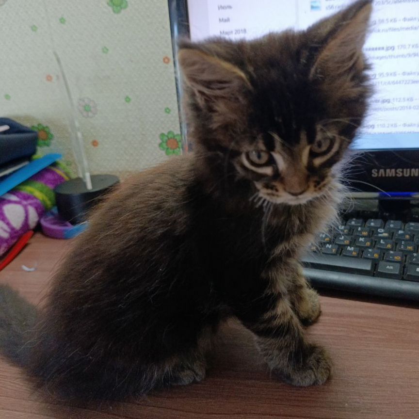 Котята