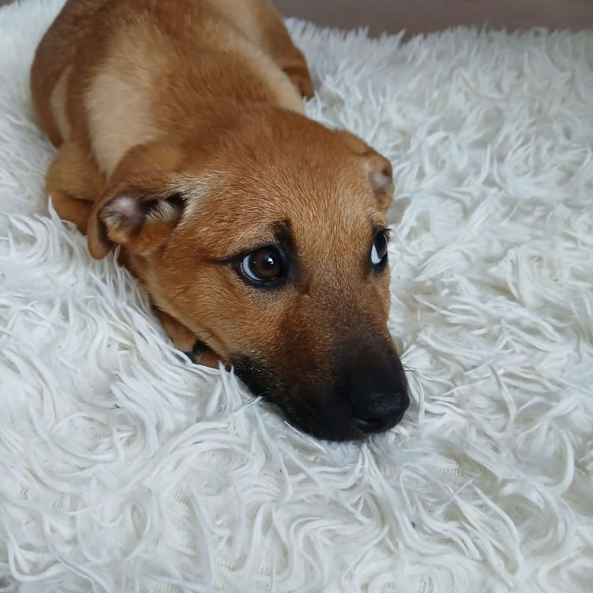 Сказочный щеночек в дар