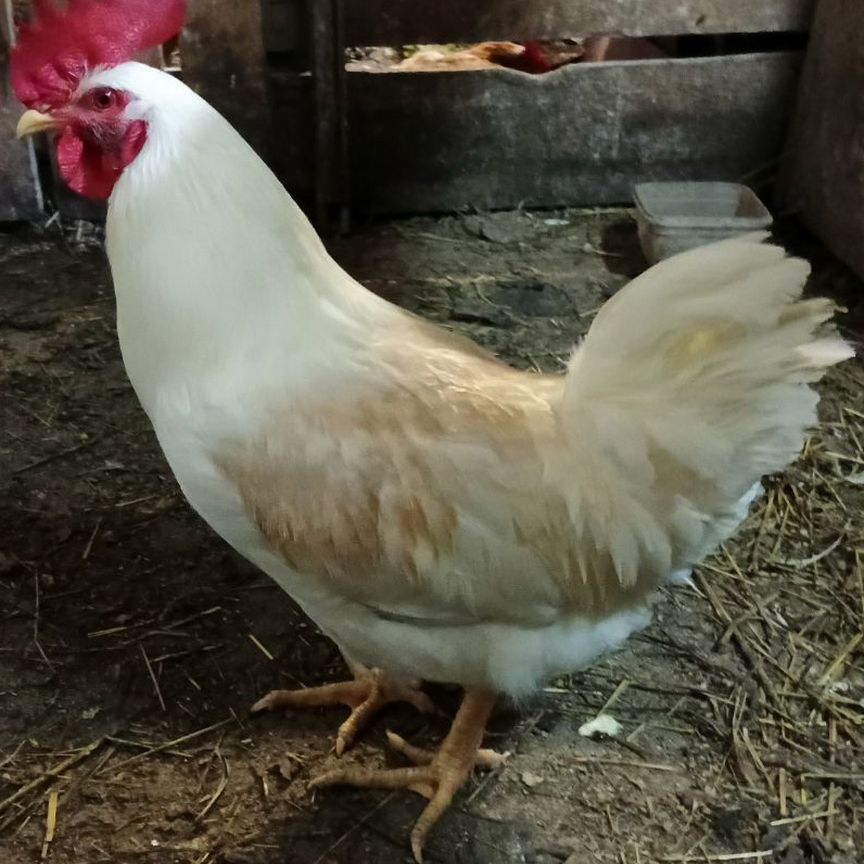 Петух молодой домашний
