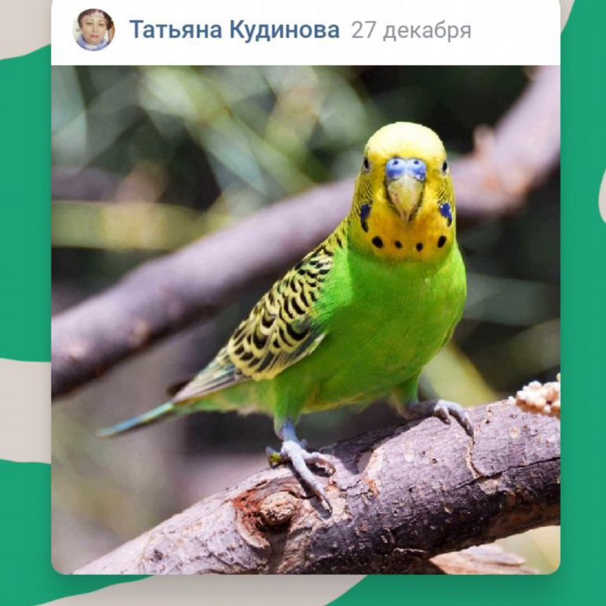 Волнистый попугайчики