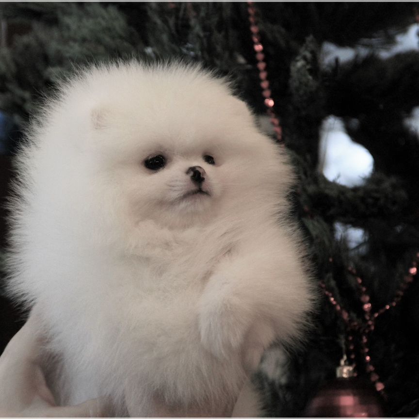 Мини Мишки Померанского шпица.Мальчики