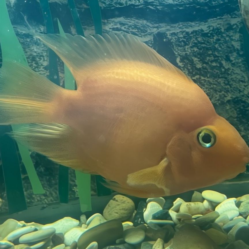 Рыба попугай