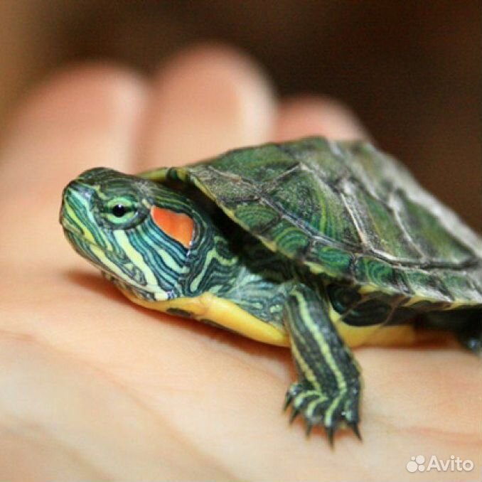 Черепашка маленькая