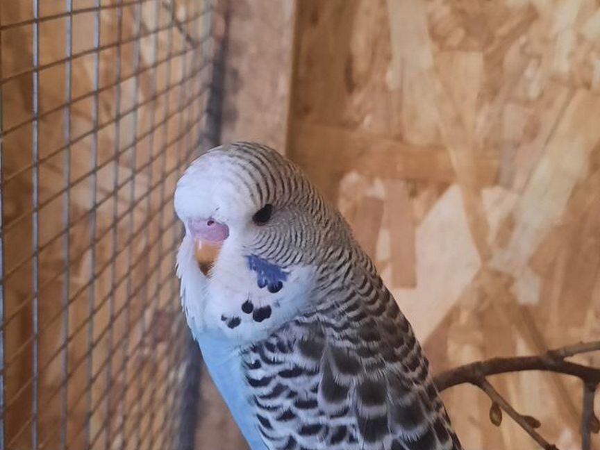 Выставочный волнистый попугай(птенец)