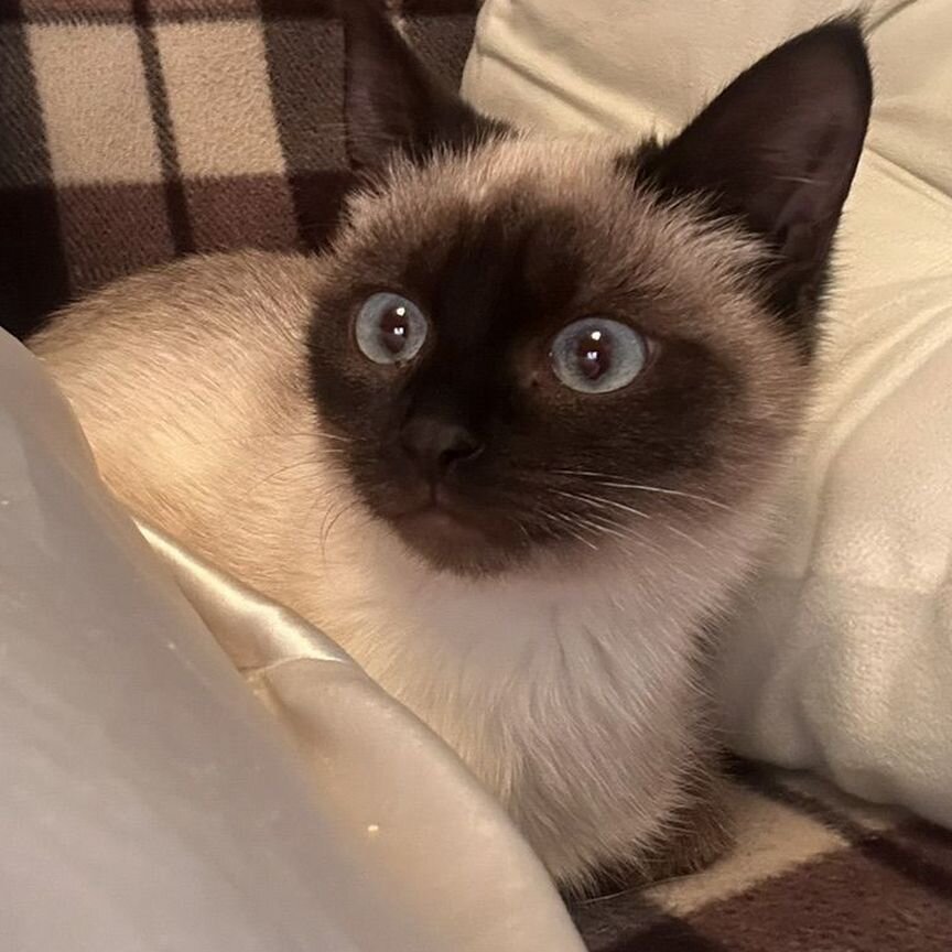 Сиамский котёнок