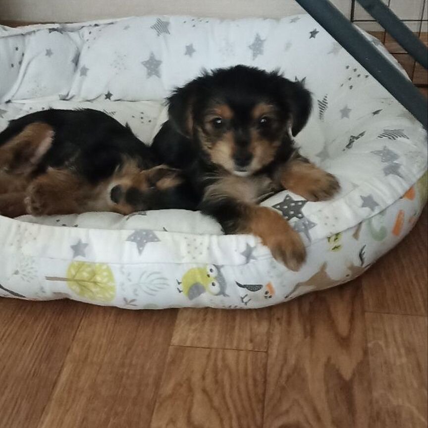 Йоркширский терьер щенки