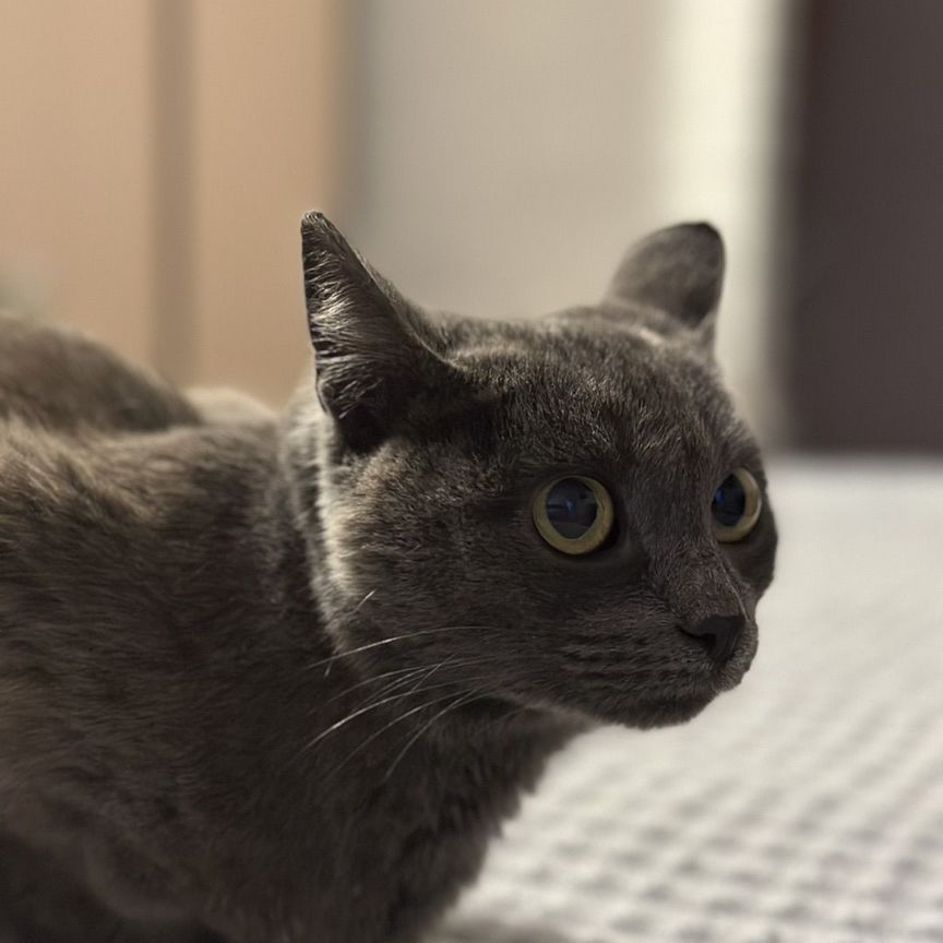Нашлась кошечка