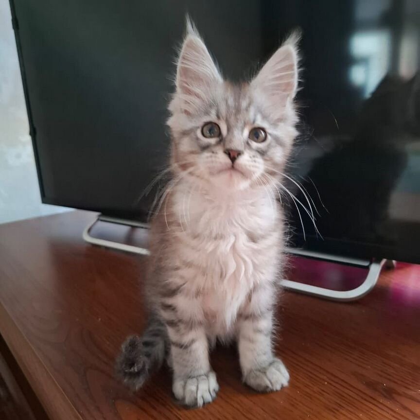 Мейн-кун мальчик шадед линии