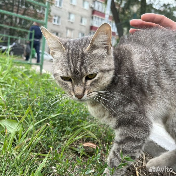 Киска-мурыська котенок в добрые руки