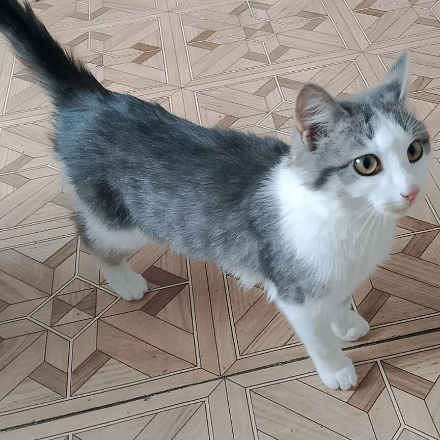 Котёнок в добрые руки