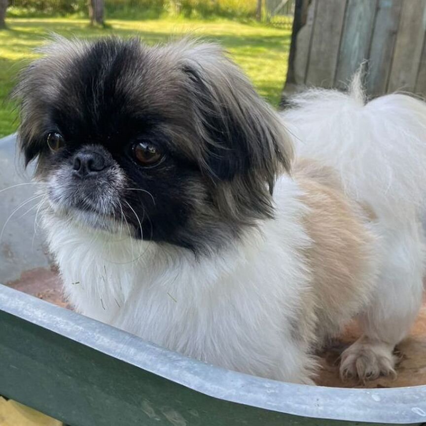 Пекинес, взрослый пёс