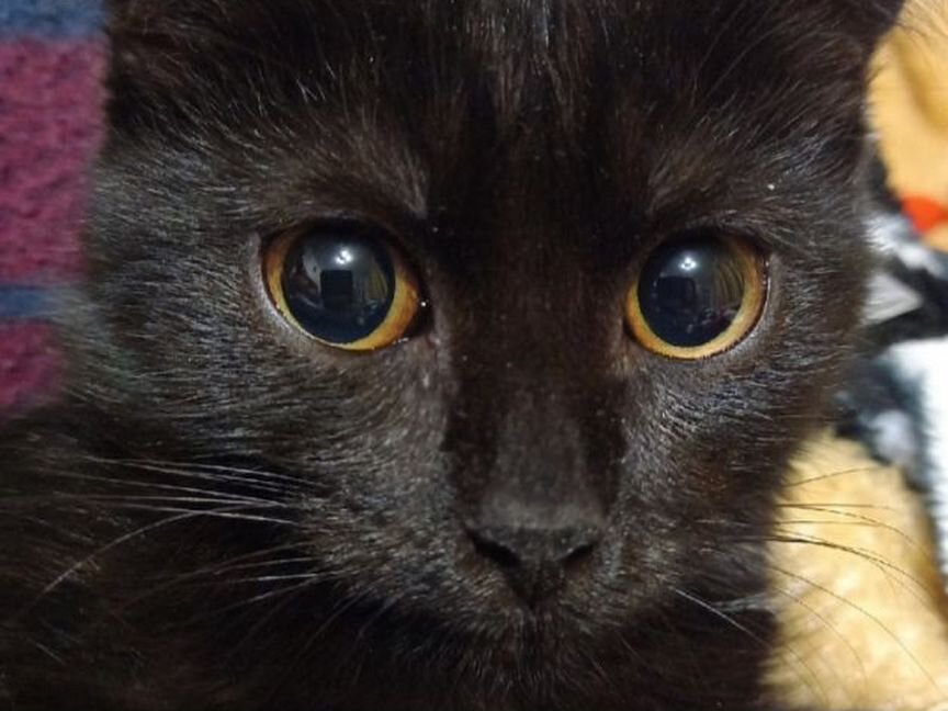 Невская маскарадная кошечка