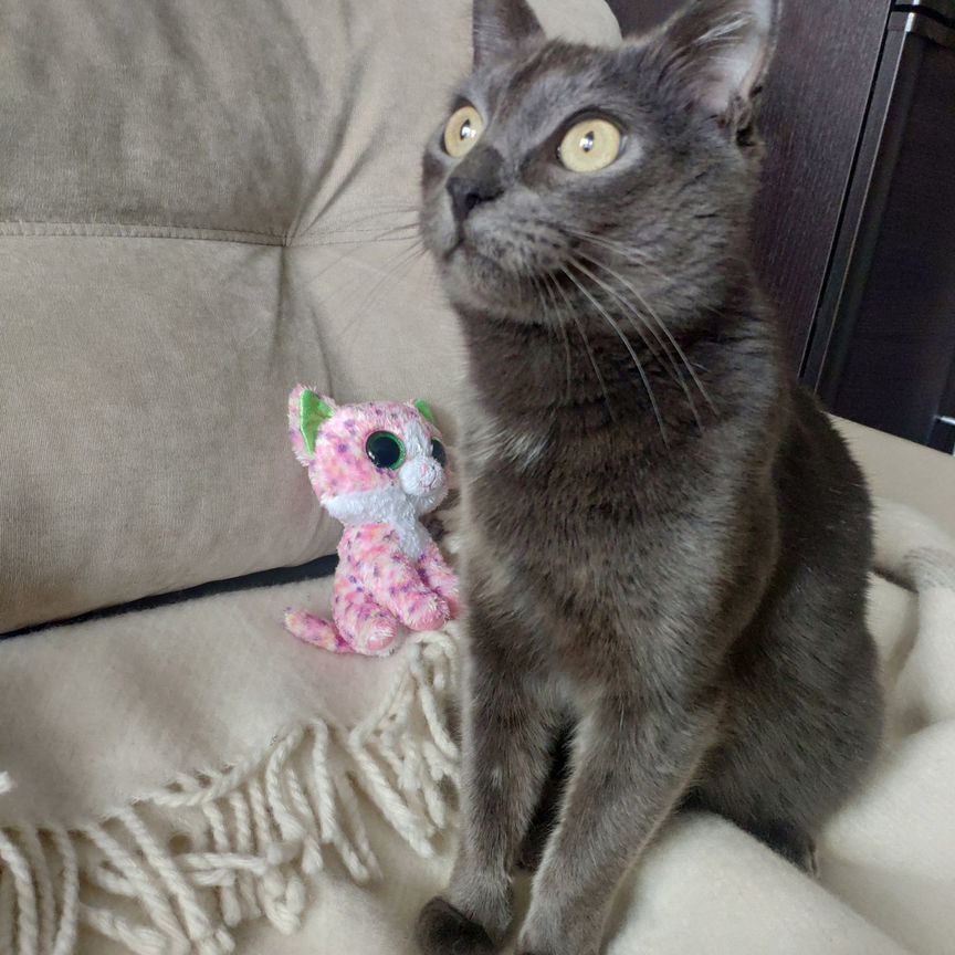 Прирожденный аристократ лео