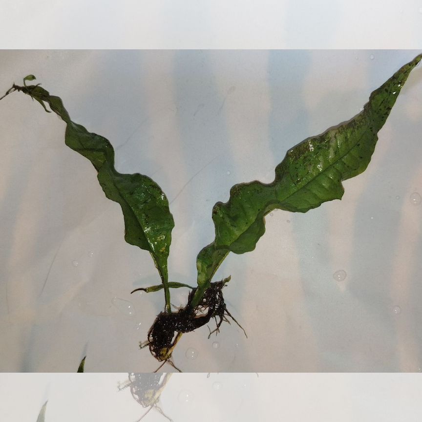 Аквариумные растения