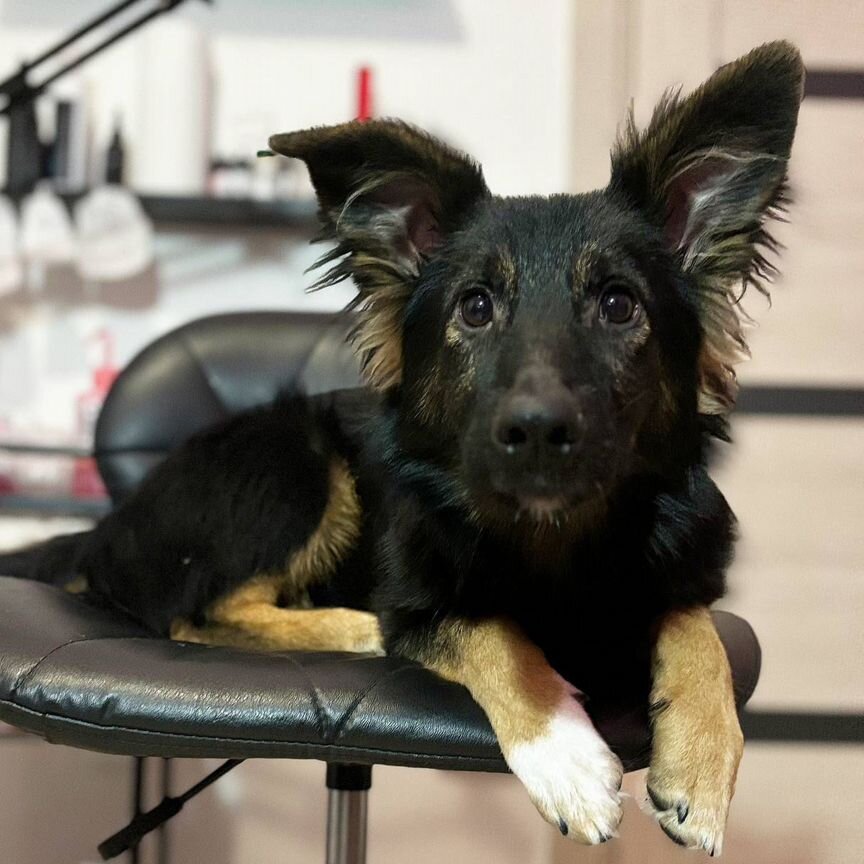 Щенок в добрые руки