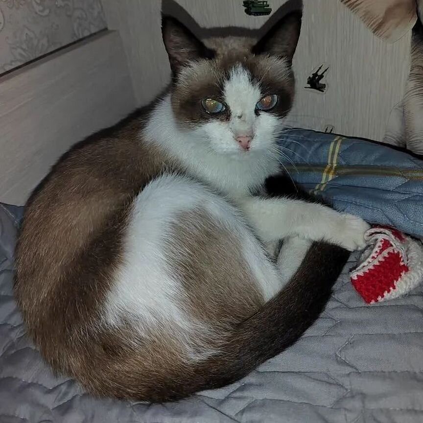 Сиамская кошка, взрослая