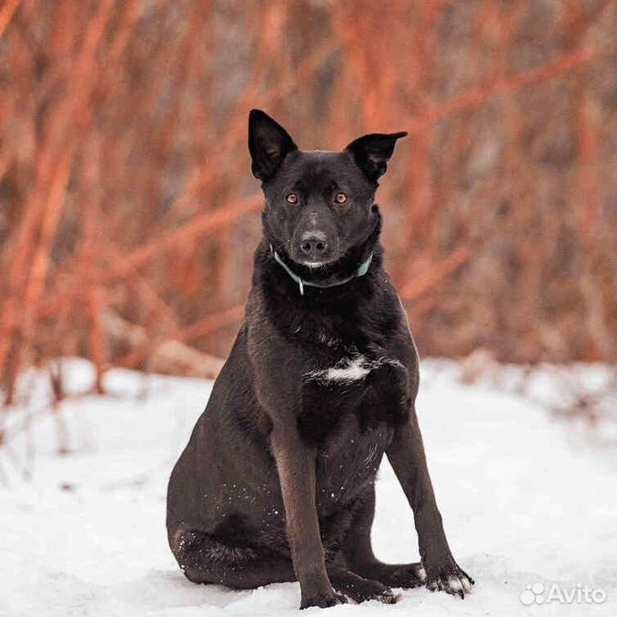 Черная красавица и умница Марта в добрые руки