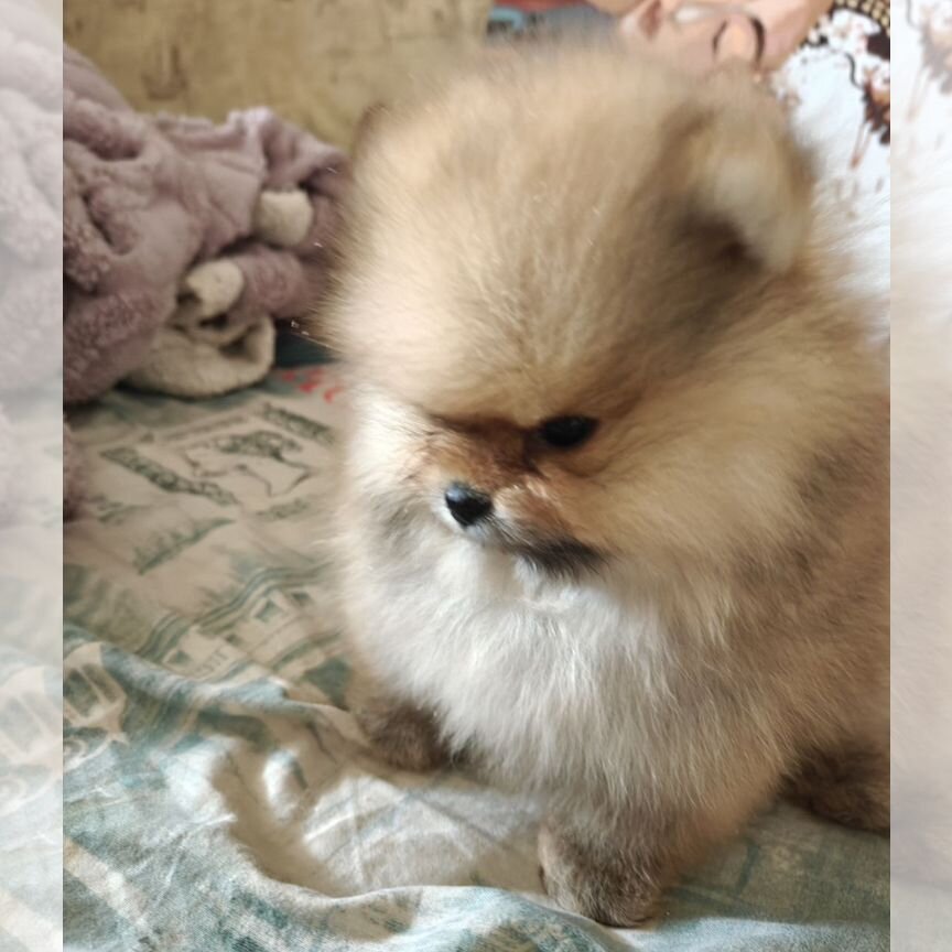 Померанский шпиц, щенок