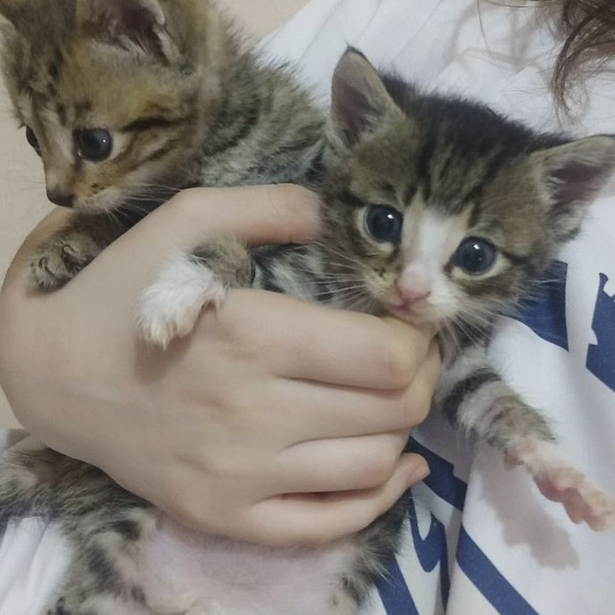 Котятки в добрые руки