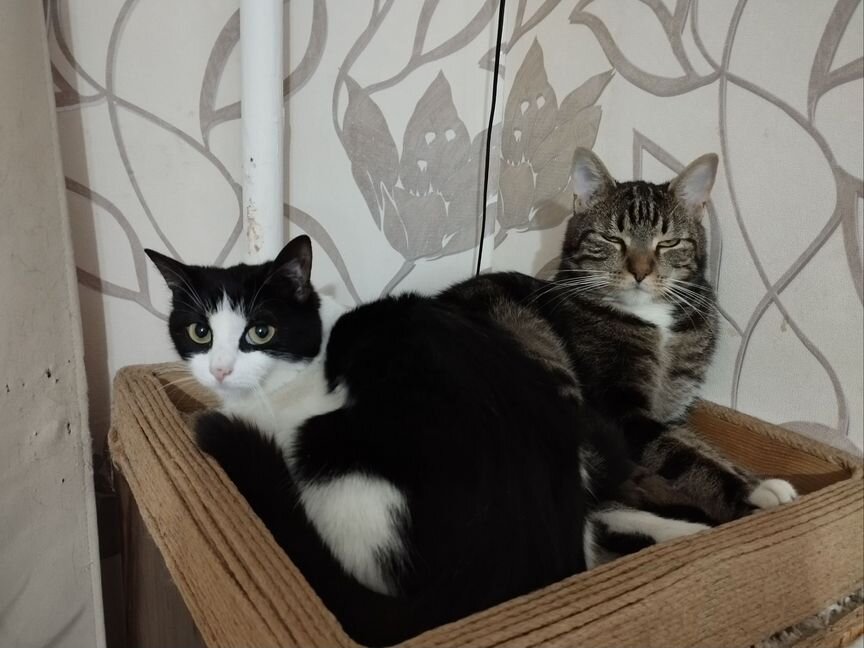 Кошка и кот
