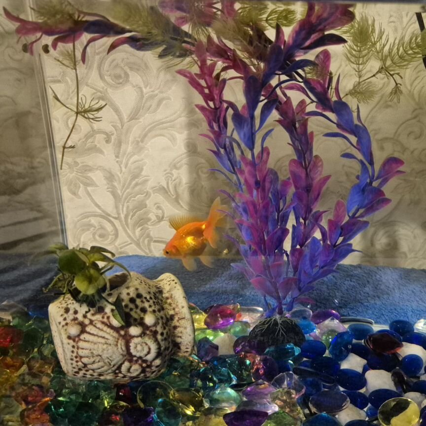 Золотая рыбка с аквариумом