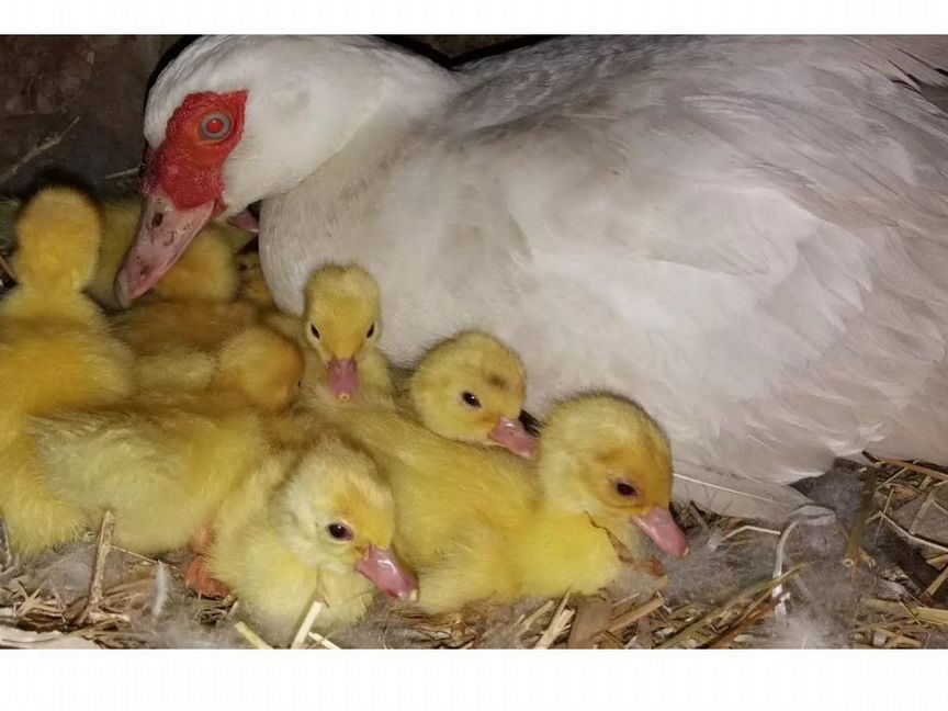 Индоутята белые