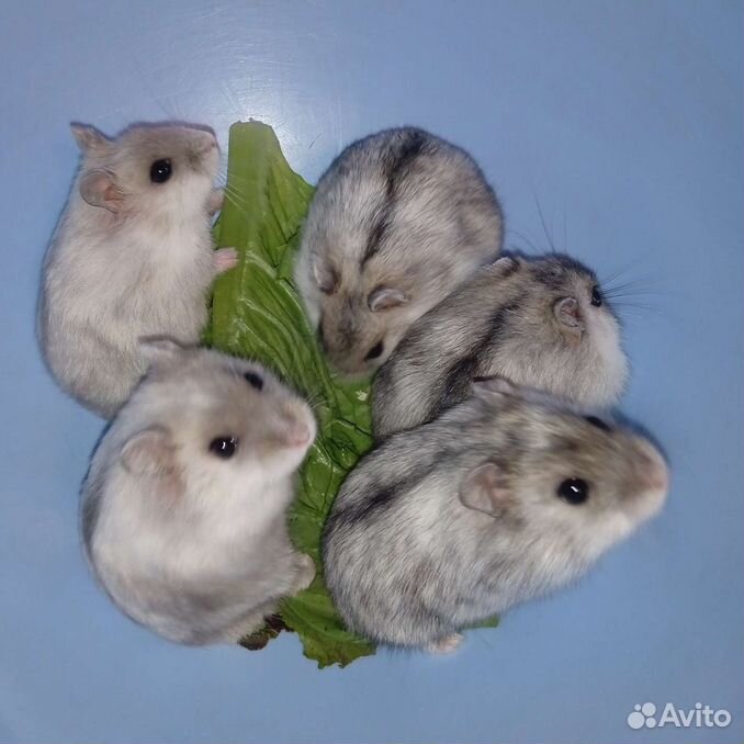 Джунгарские хомячки самцы и самки