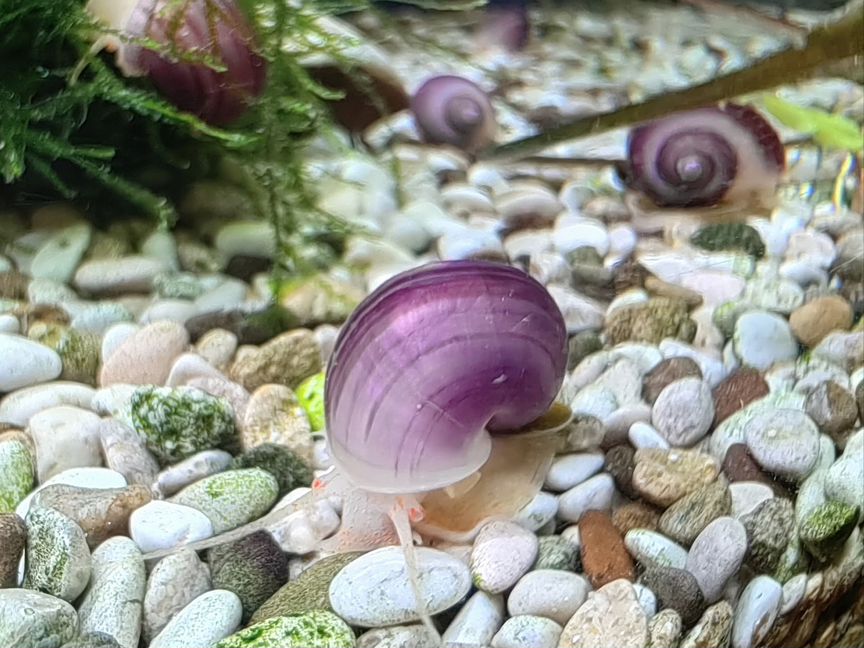 Малыши ампулярий