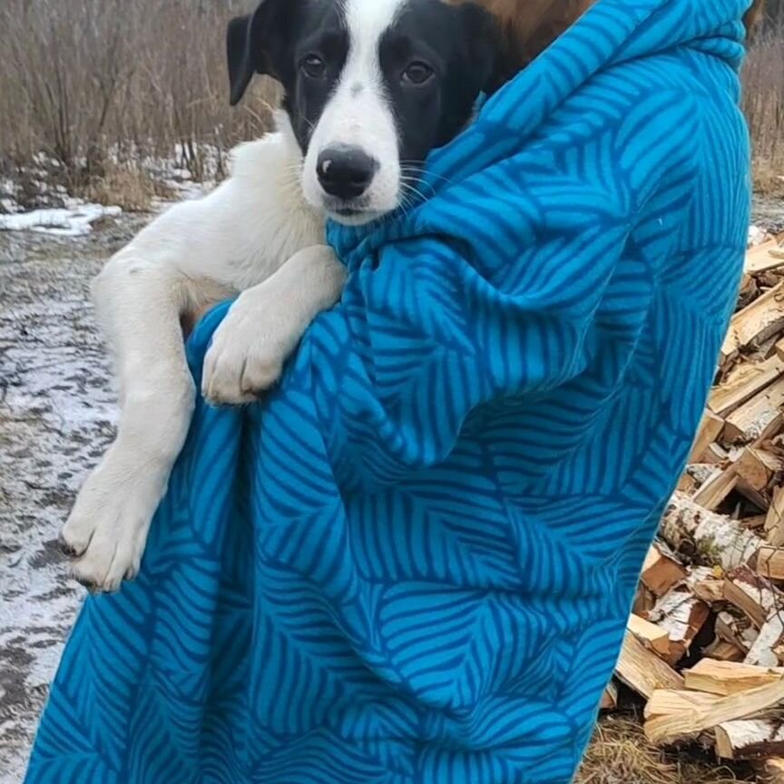 Щенки 3 месяца мальчики и девочки