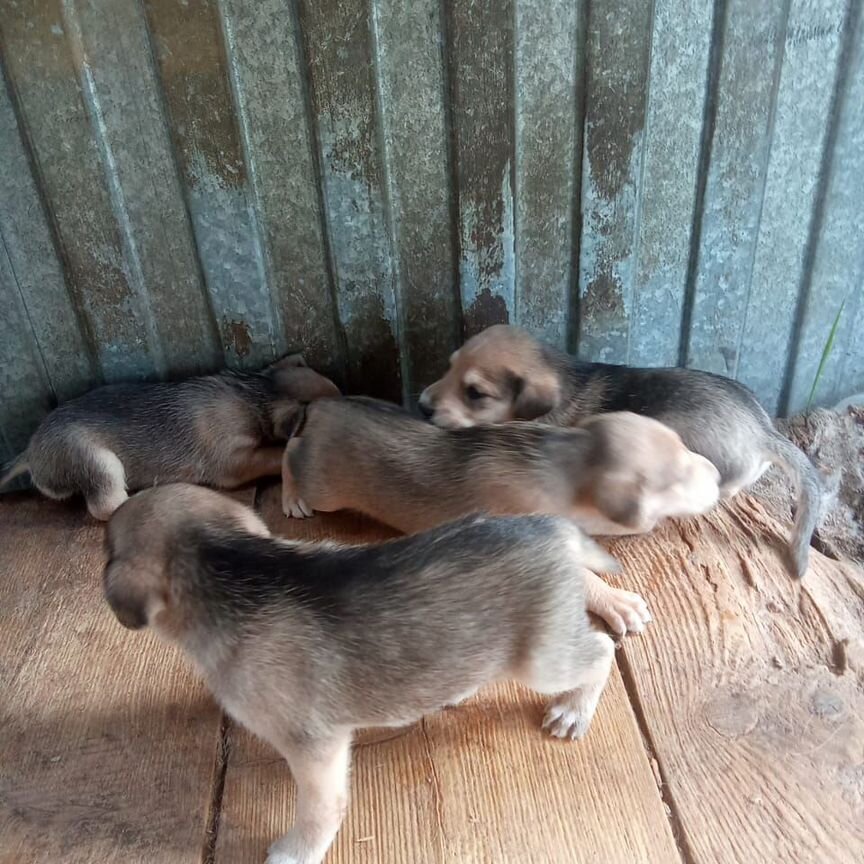 Щенки русской гончей