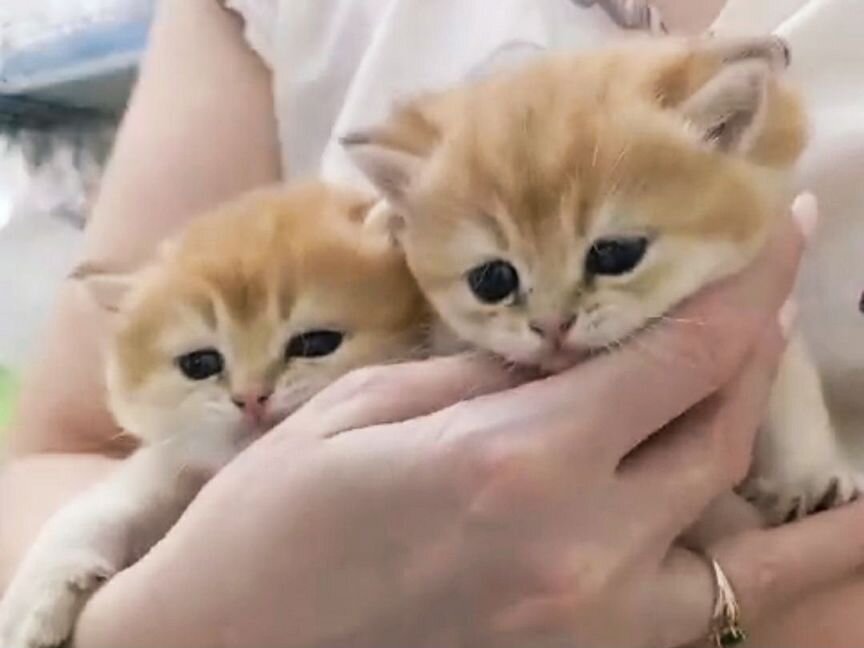 Сладкие медвежата золотая шиншилла с родословной