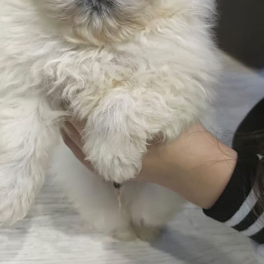 Щенки мальтийской болонки