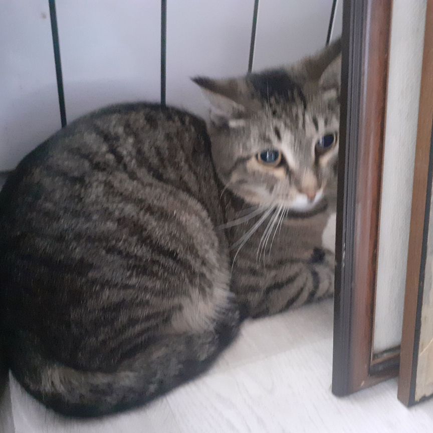 Отдам кота в хорошие руки