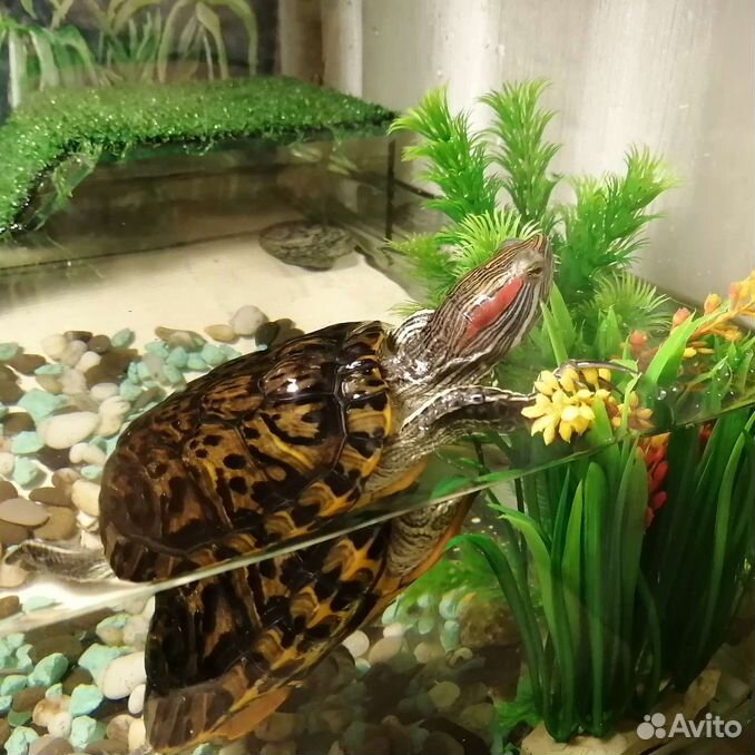 Черепашки красноухие и аквариум