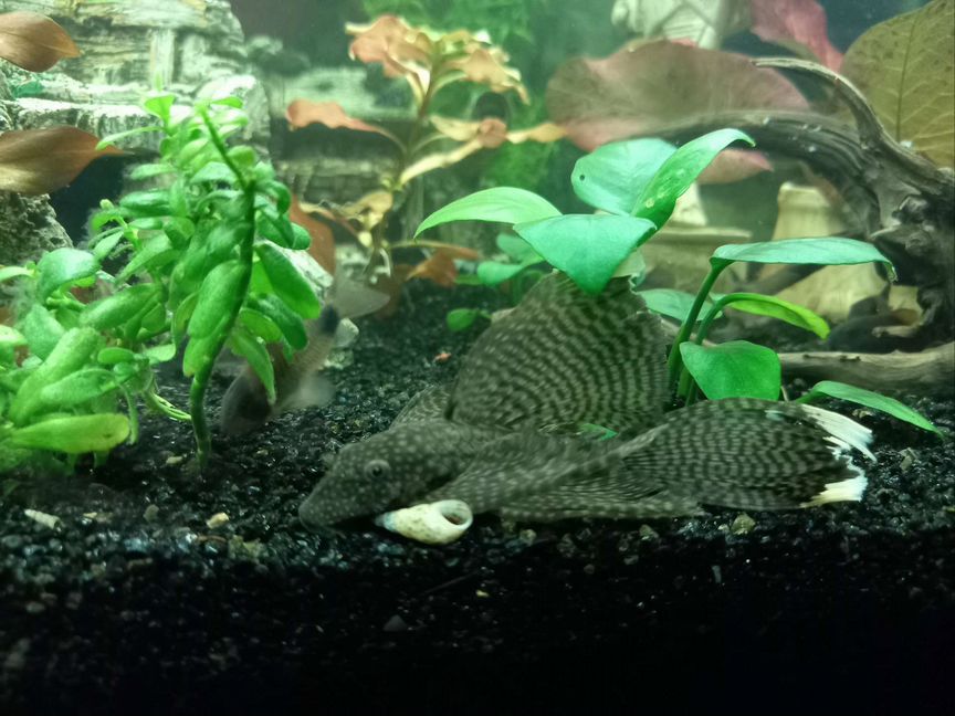 Аквариумные растения, рыбки