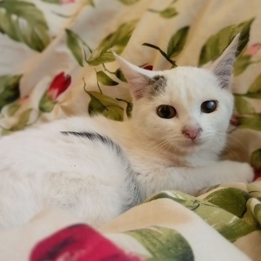 Котята девочки, 4-5 мес. в добрые руки