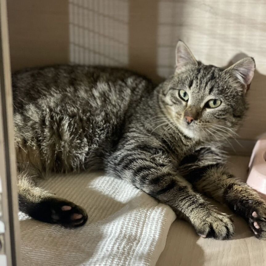 Котики бесплатно