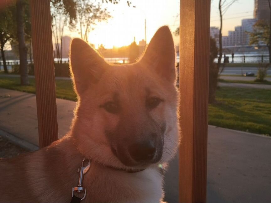 Собака в добрые руки