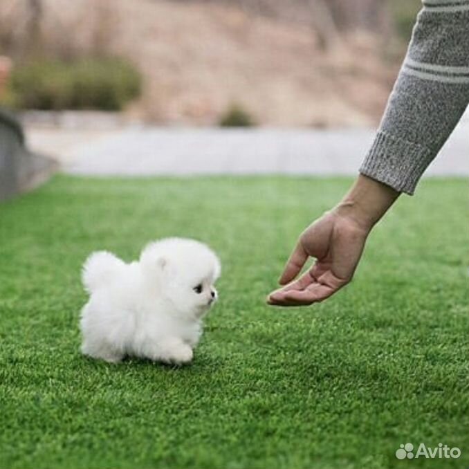 Ваша мечта - супер микро шпиц мишка