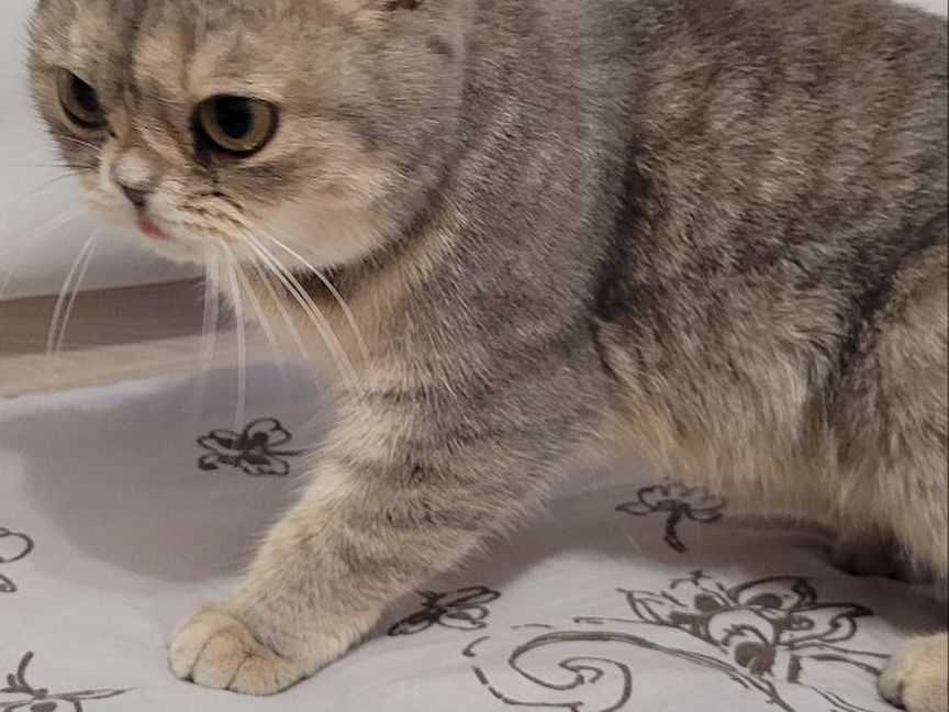 Кошка смесь шотландской