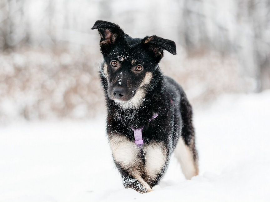 Щенок в добрые руки