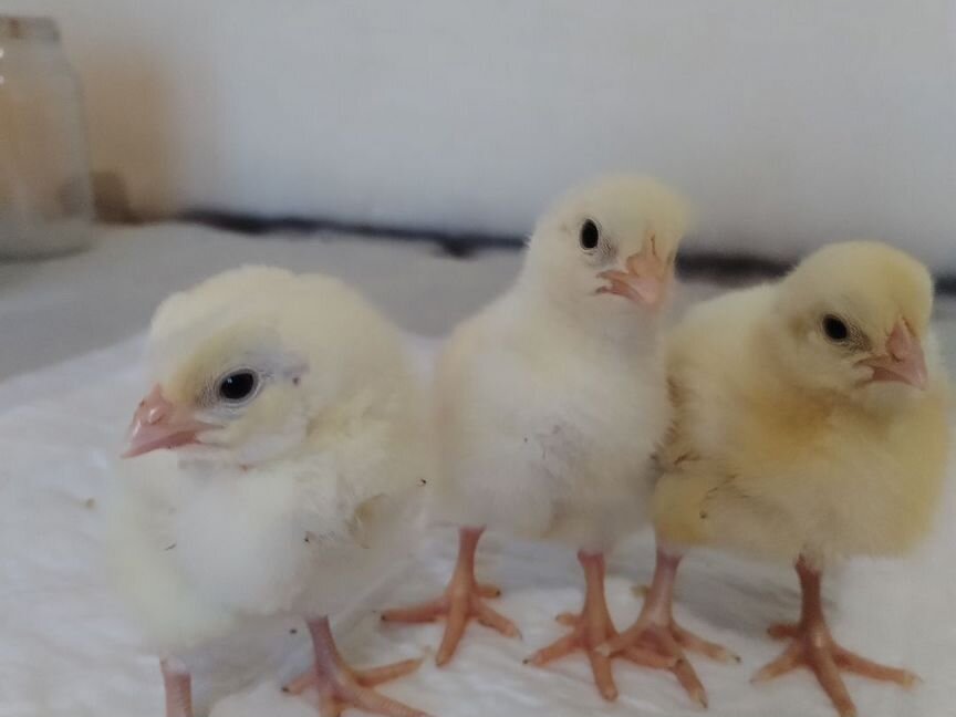 Цыплята бройлеры росс 308