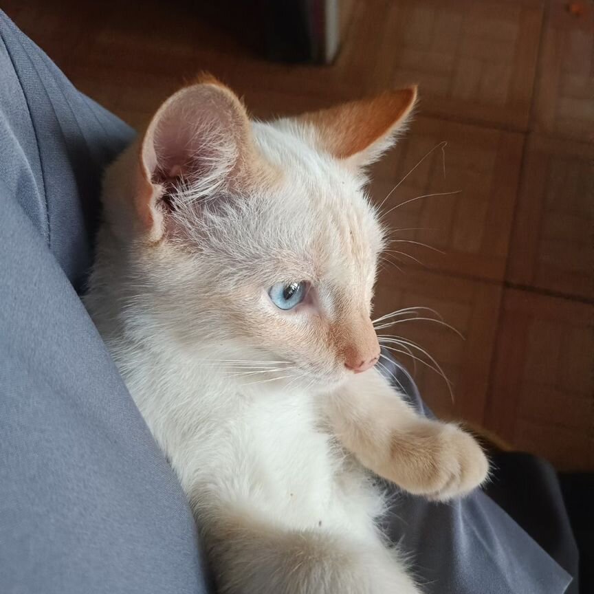 Котик в добрые руки)