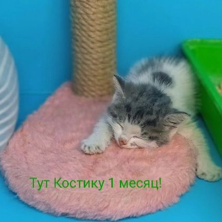 Ласковый котенок в добрые руки