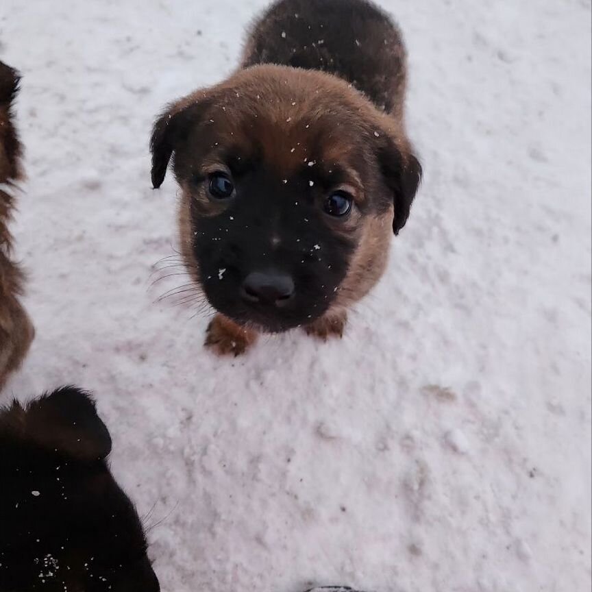 Щенки дворняшек