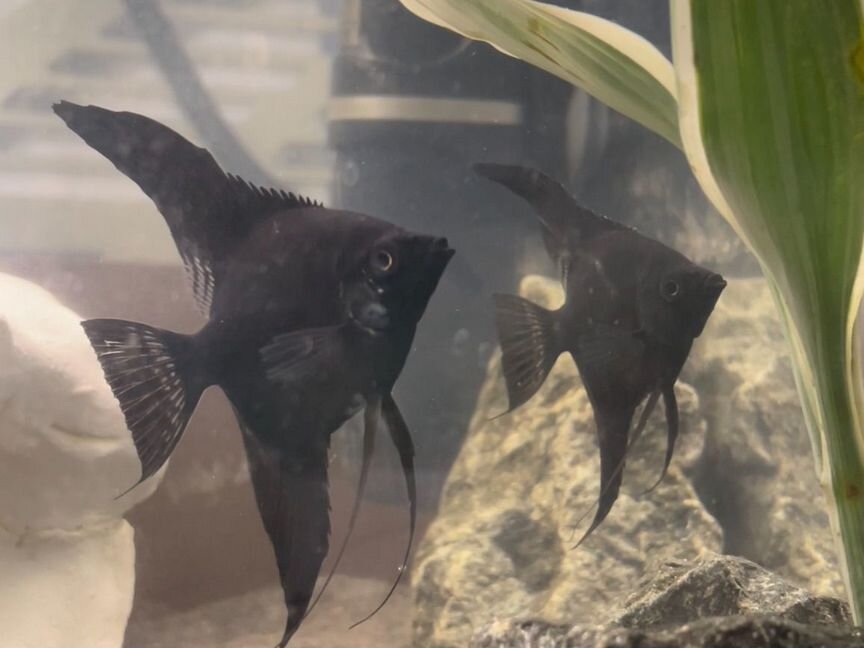 Скалярия черная бронь