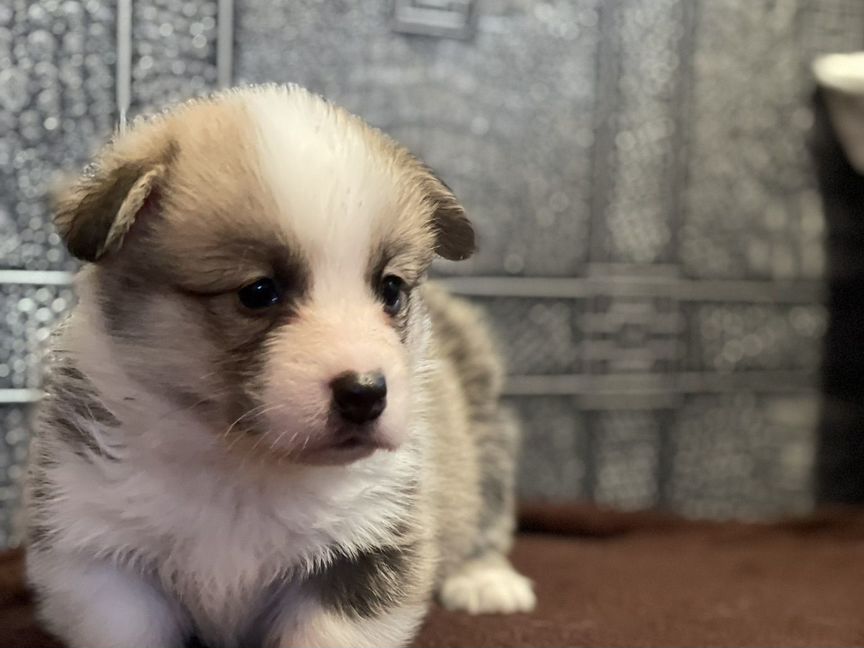 Щенки вельшкорги