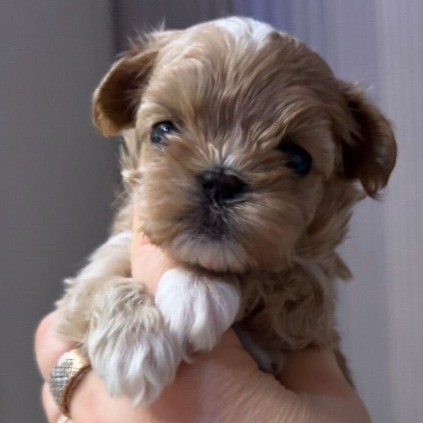 Мальтипу, щенок